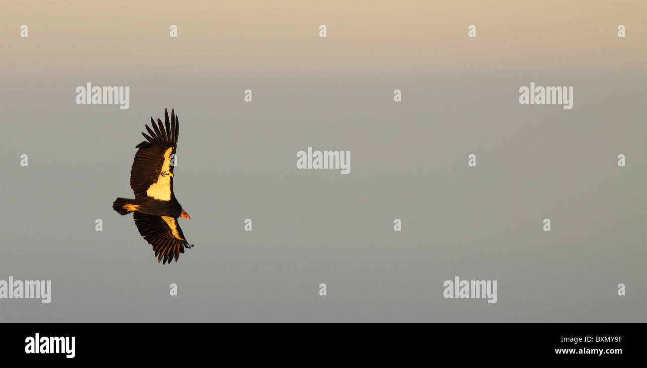 California condor flying hi-res stock photography and images - Alamy