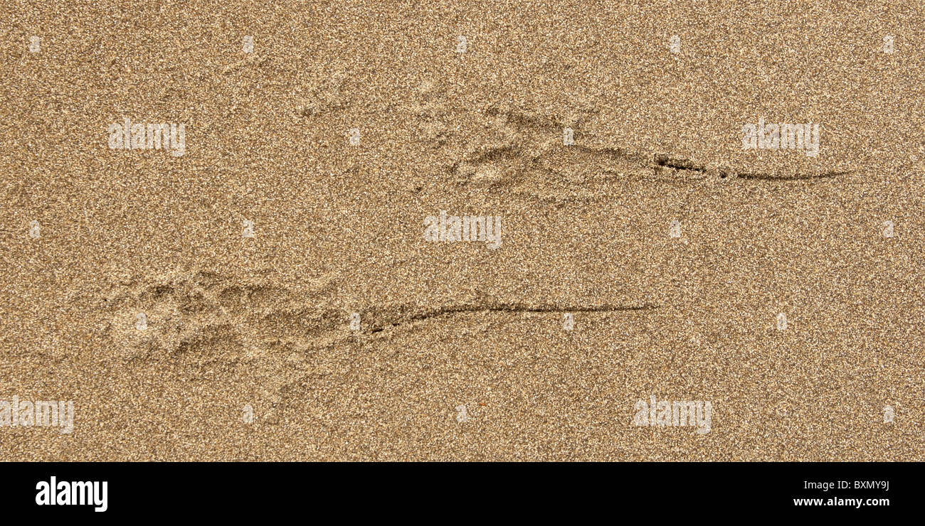 Raven tracks dragging across beach sand Stock Photo - Alamy