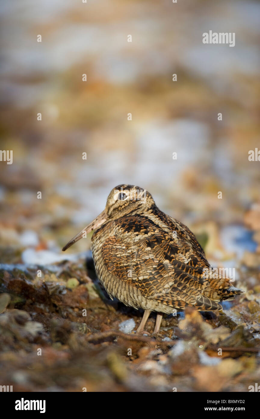 Eurasian Woodcock (Scolopax rusticola) amongst frost and snow covered ...