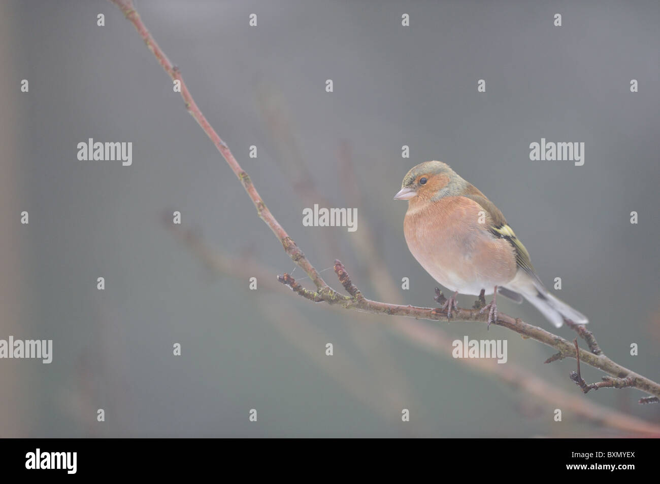 European chaffinch - Common chaffinch (Fringilla coelebs) male perched ...