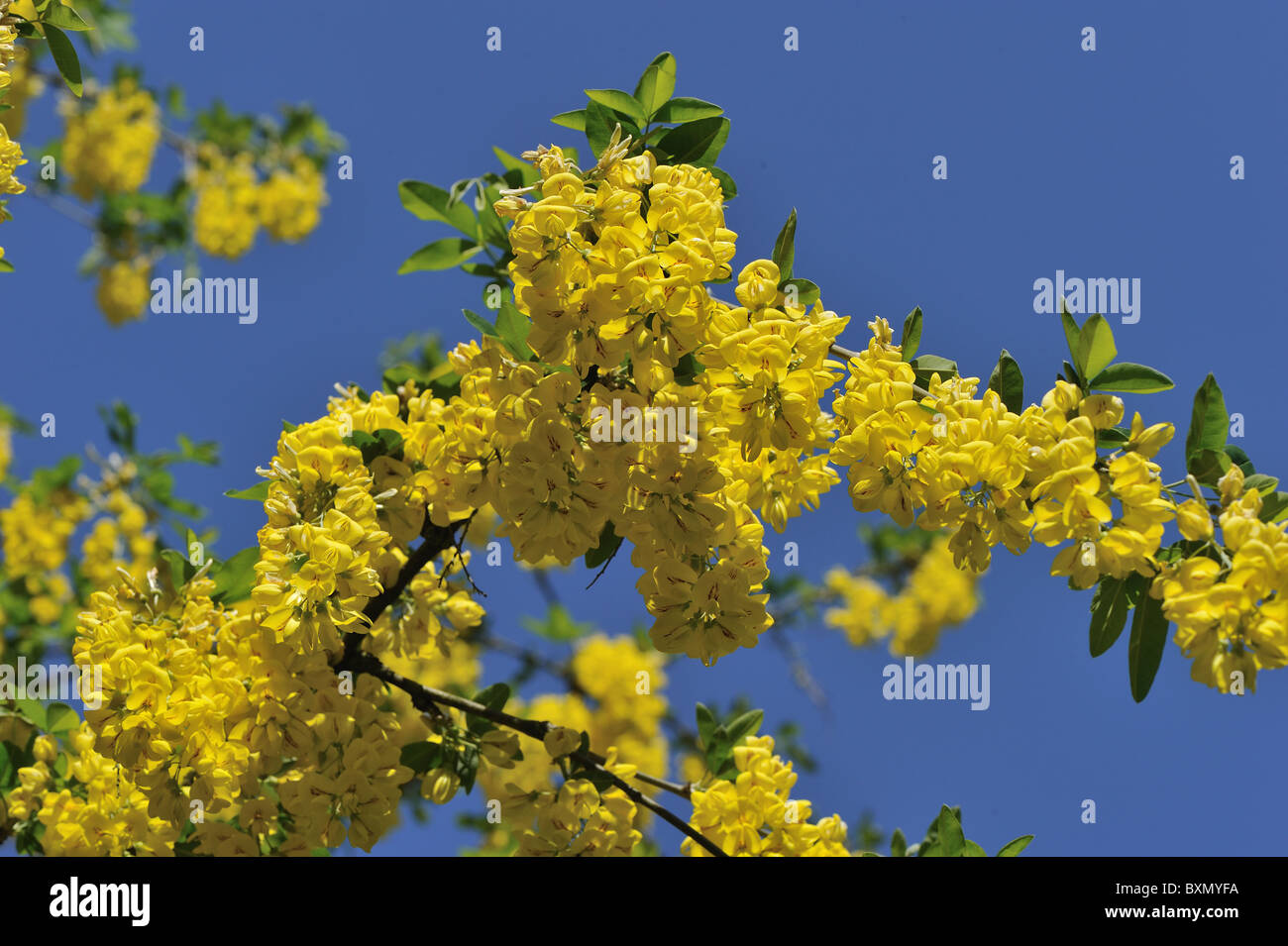Golden Chain Tree Golden Rain Tree Laburnum Anagyroides Cytisus