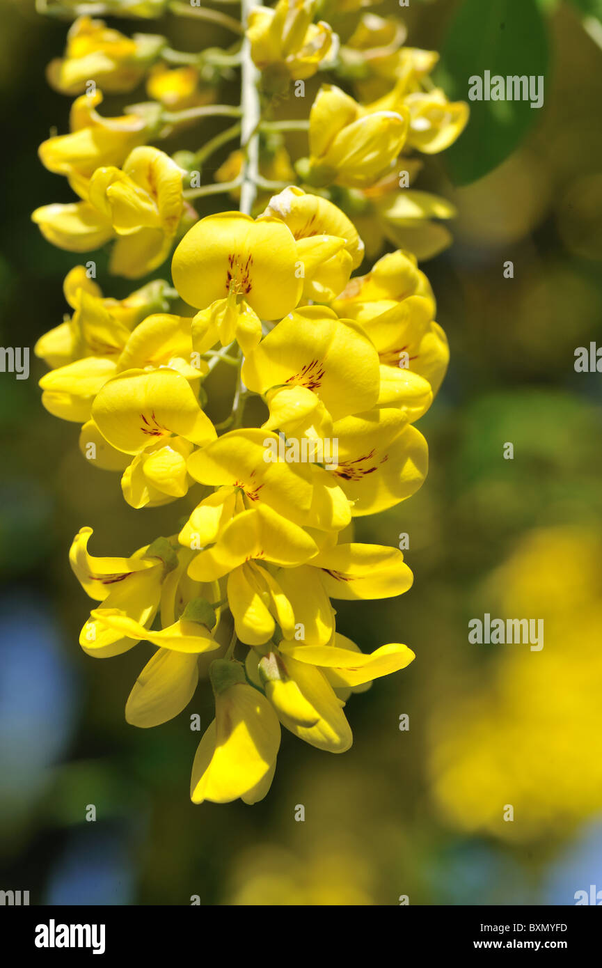 Golden Chain Tree Golden Rain Tree Laburnum Anagyroides Cytisus