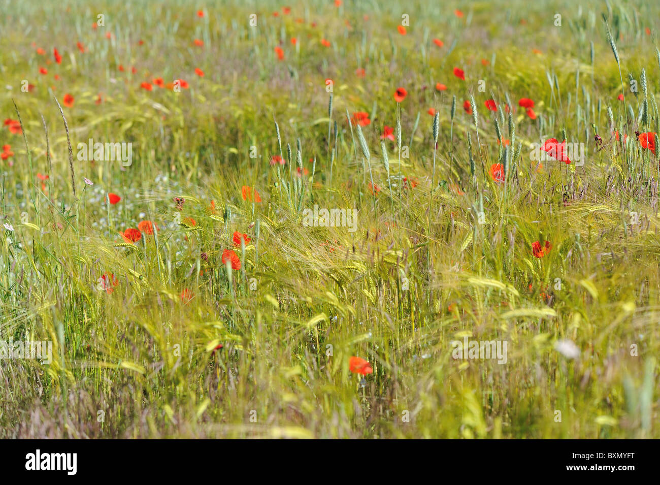 Common poppy - Corn poppy - Red weed (Papaver rhoeas) flowering in a ...