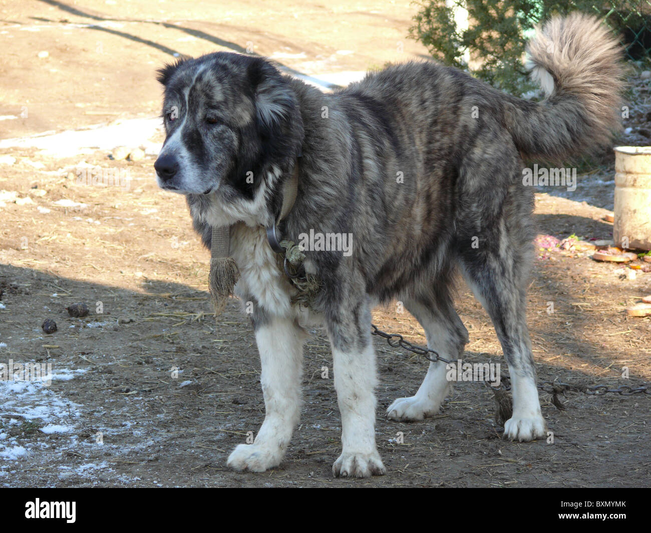 Caucasian shepherd dog Stock Photo - Alamy