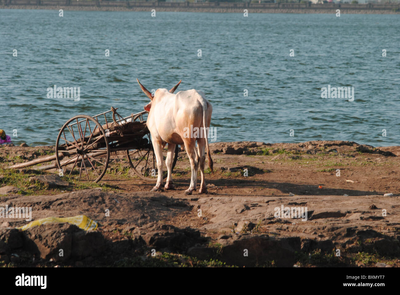 bull and bulk cart Stock Photo - Alamy