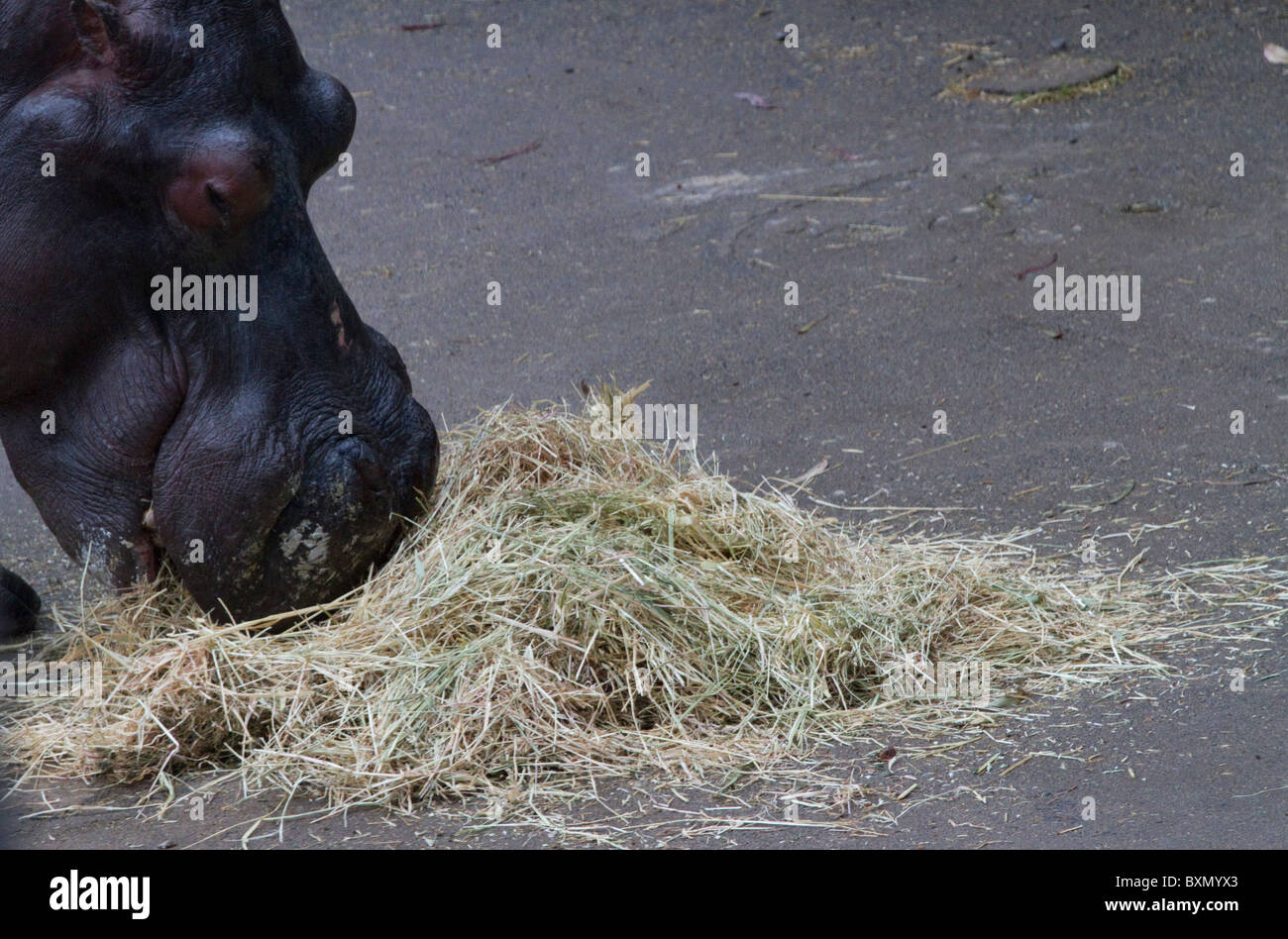 African hippopotamus eating hay dubbo hi-res stock photography and ...