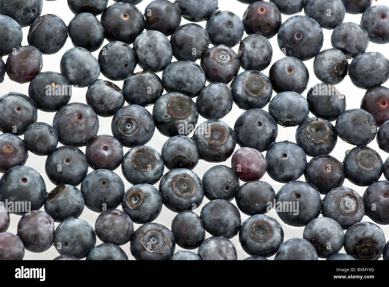Shrub blueberries hi-res stock photography and images - Alamy