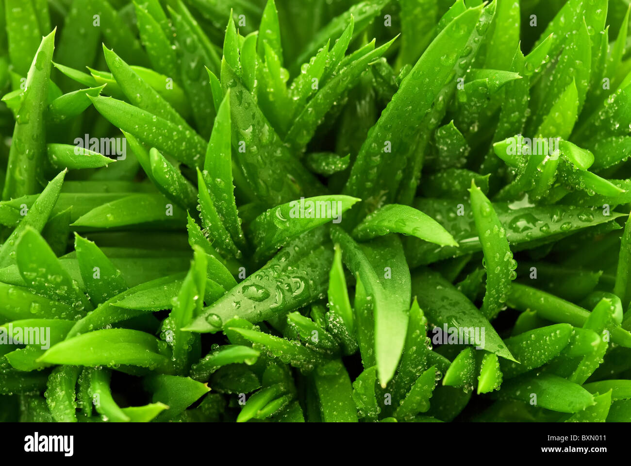 Aloe leaves forest Stock Photo - Alamy