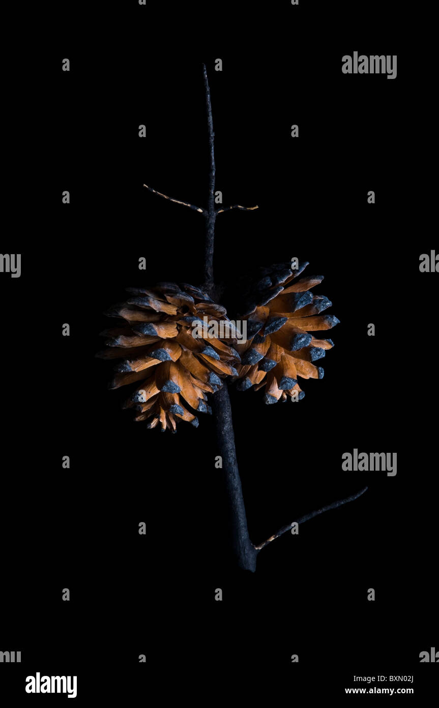 a strobile after fire, black background Stock Photo - Alamy