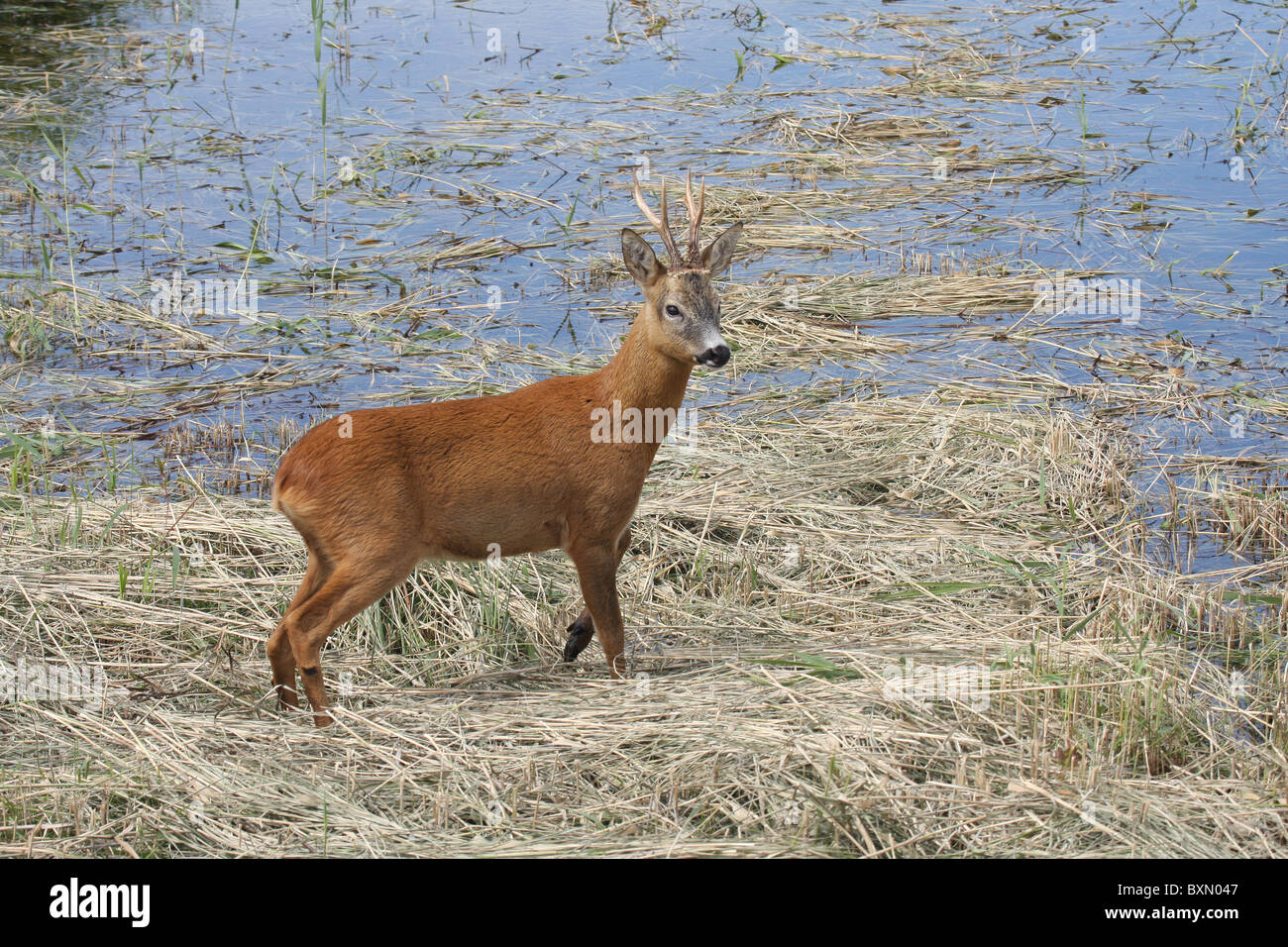 A Deer arrives for a drink at the Loch of Strathbeg, Aberdeenshire ...