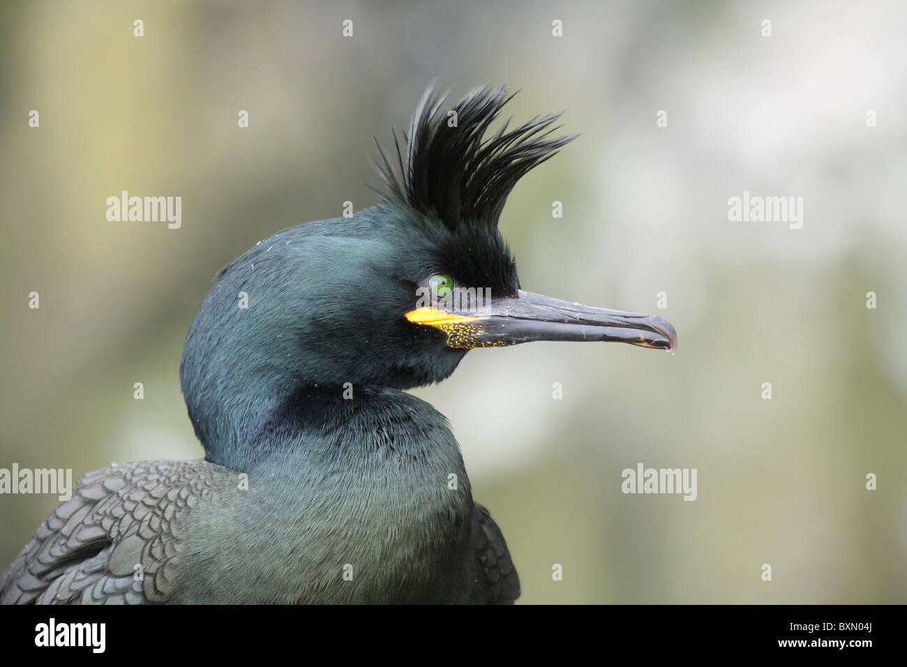Breeding Shag on the Isle of May Stock Photo - Alamy
