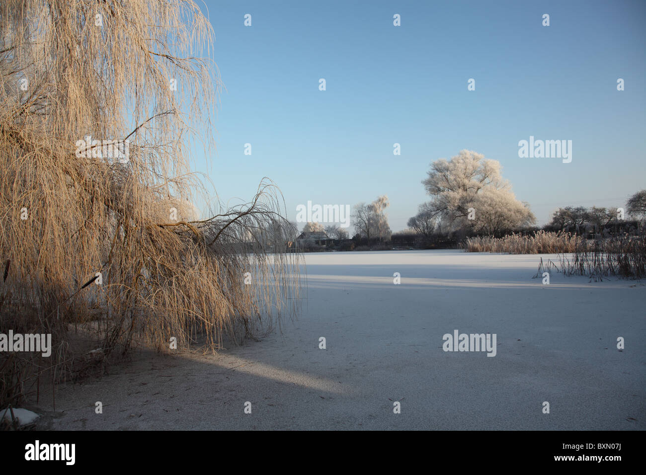 Willow tree over lake hi-res stock photography and images - Alamy