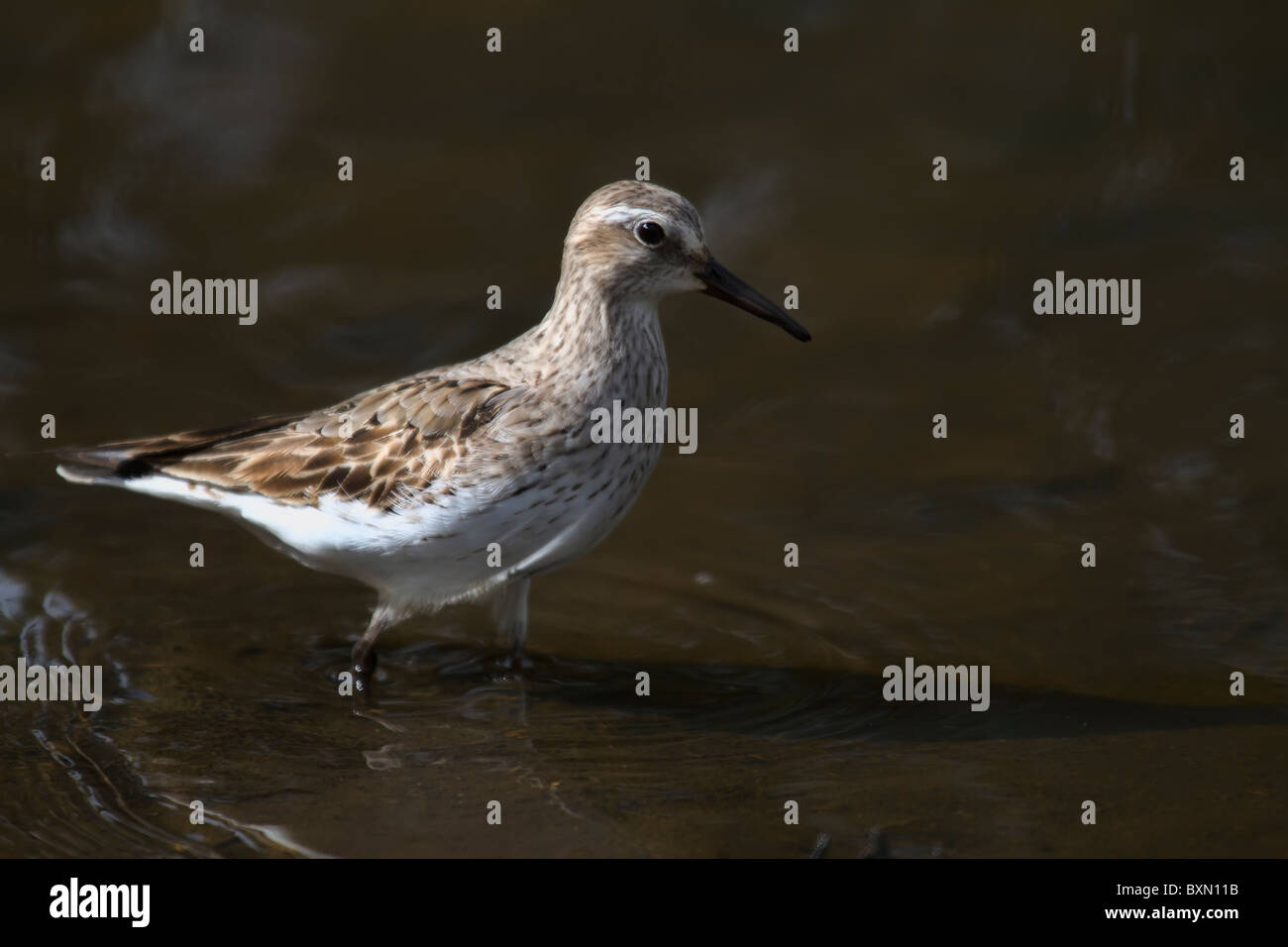 Portrait of a White-rumped Sandpiper standing in shallow water in the ...