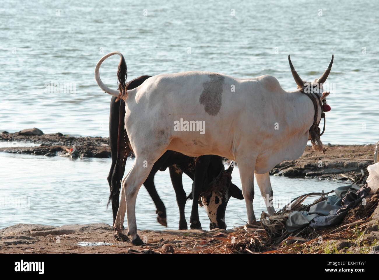 two Cows Standing by a River Stock Photo - Alamy