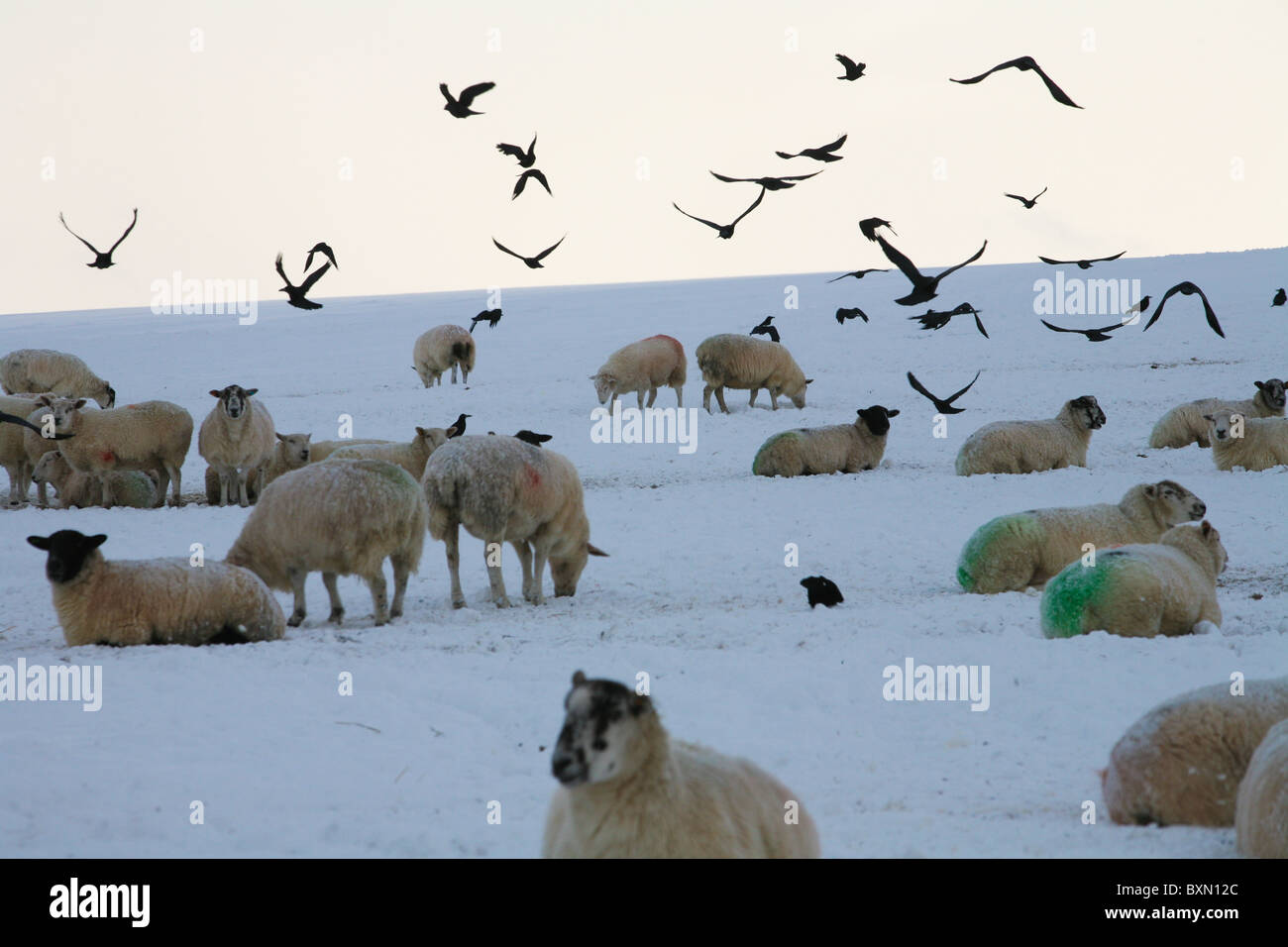 Birds and sheep hi-res stock photography and images - Alamy