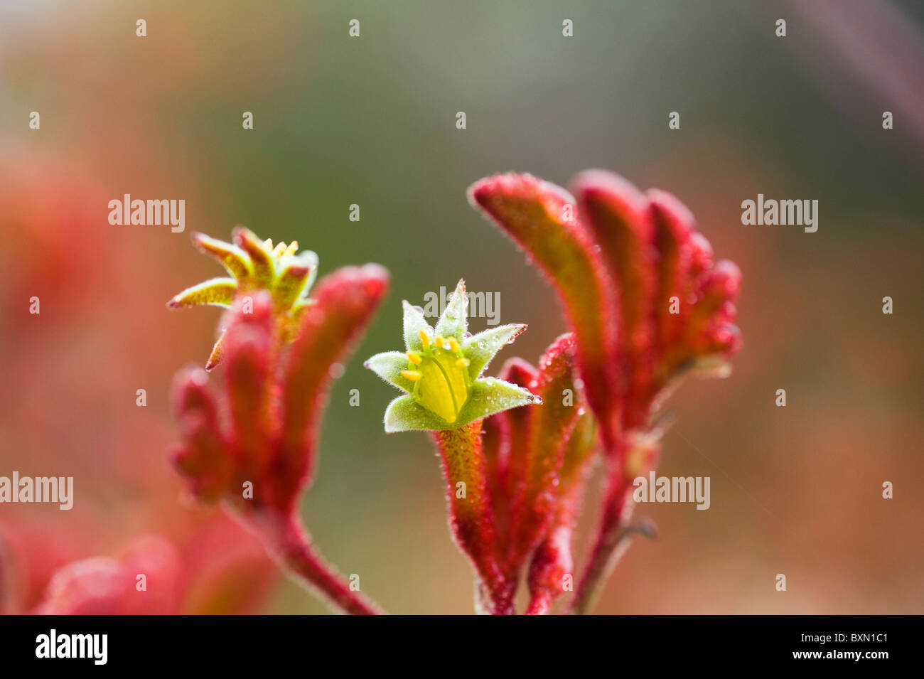 Kangaroo paw flowers hi-res stock photography and images - Alamy