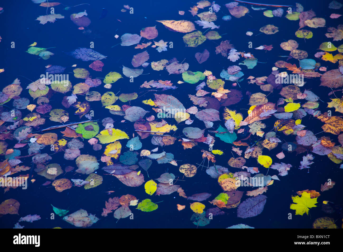 Autumn leaves on water surface Stock Photo - Alamy