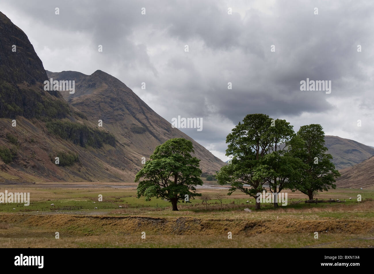 Sycamore trees near the A82 in Glencoe, Highlands, Scotland Stock Photo ...