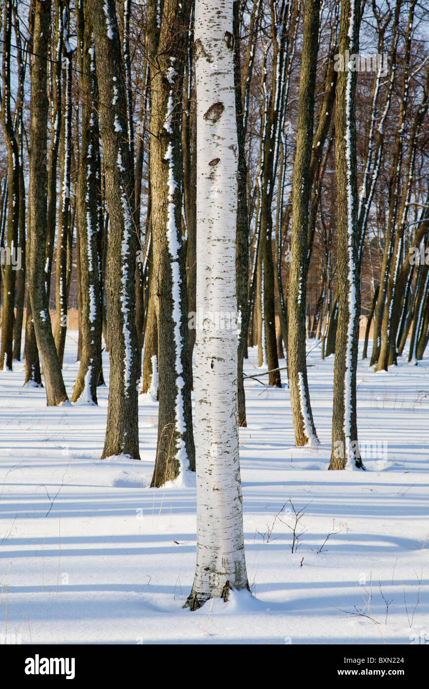 Alder tree hi-res stock photography and images - Alamy