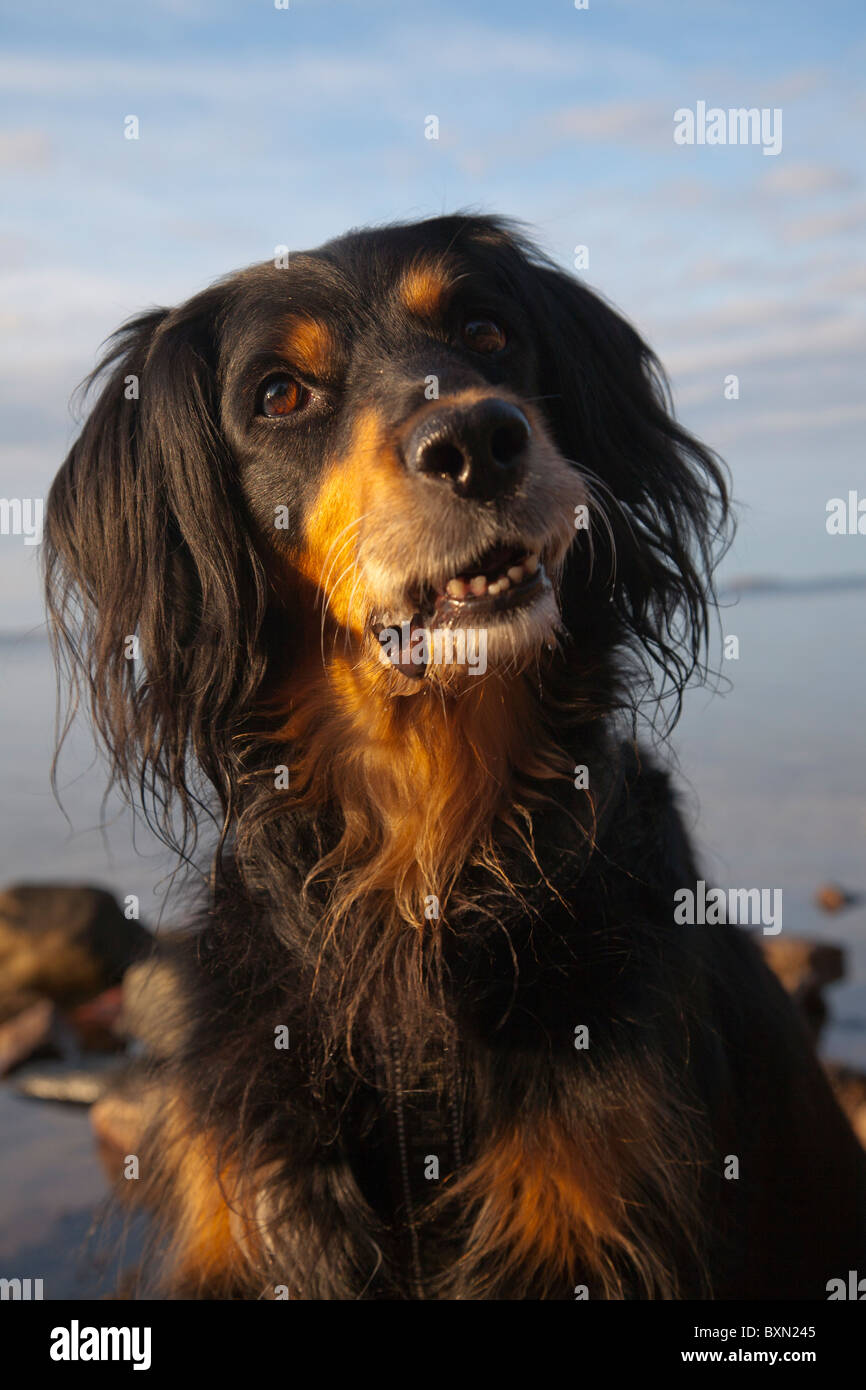 Smiling gordon setter mix dog Stock Photo - Alamy