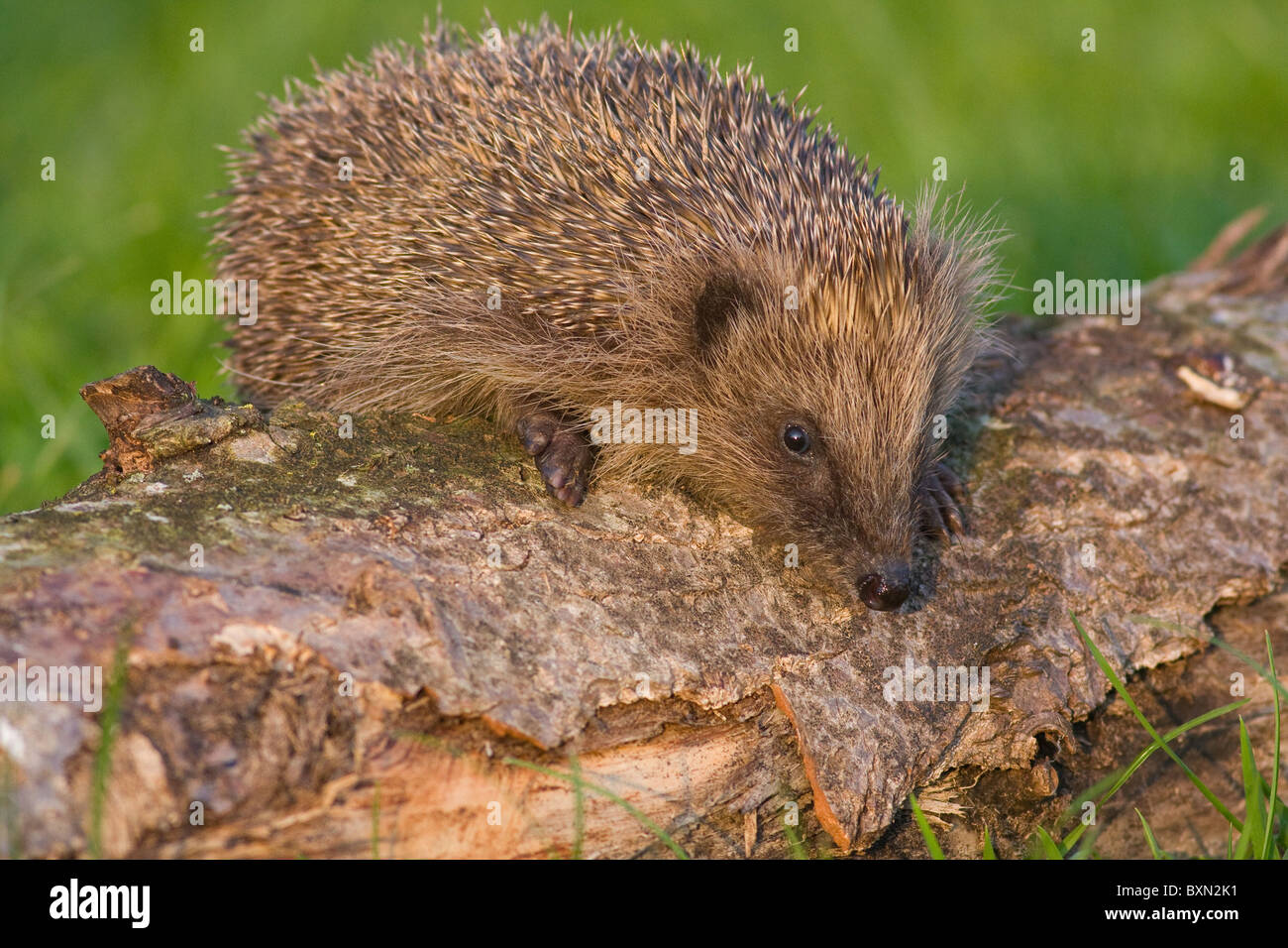 Cute hedgehog foraging hi-res stock photography and images - Alamy
