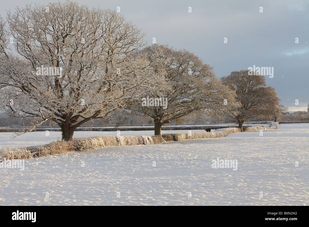 Three trees in a field in winter weather conditions with snow on the ...