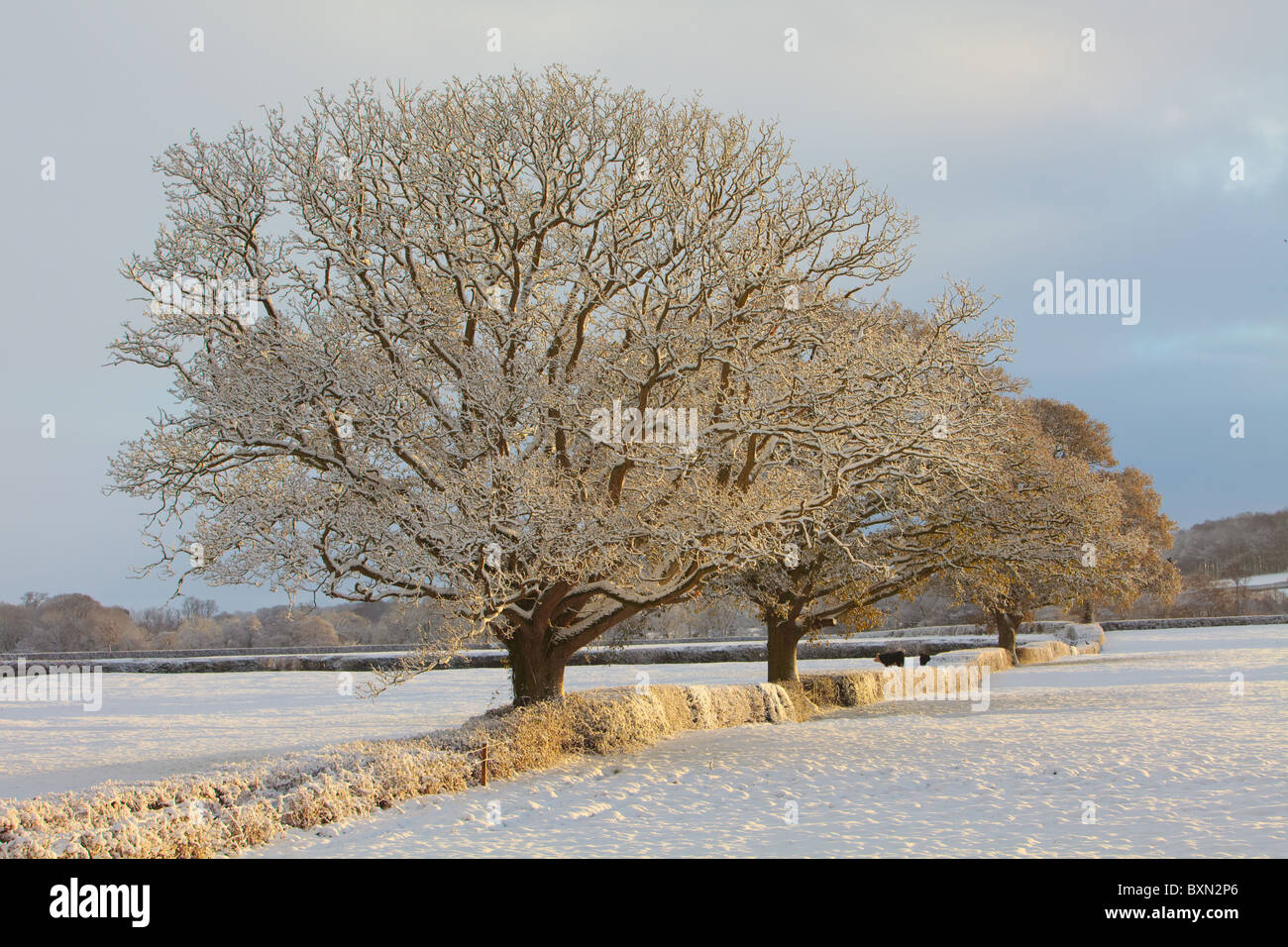 Three trees in a field in winter weather conditions with snow on the ...