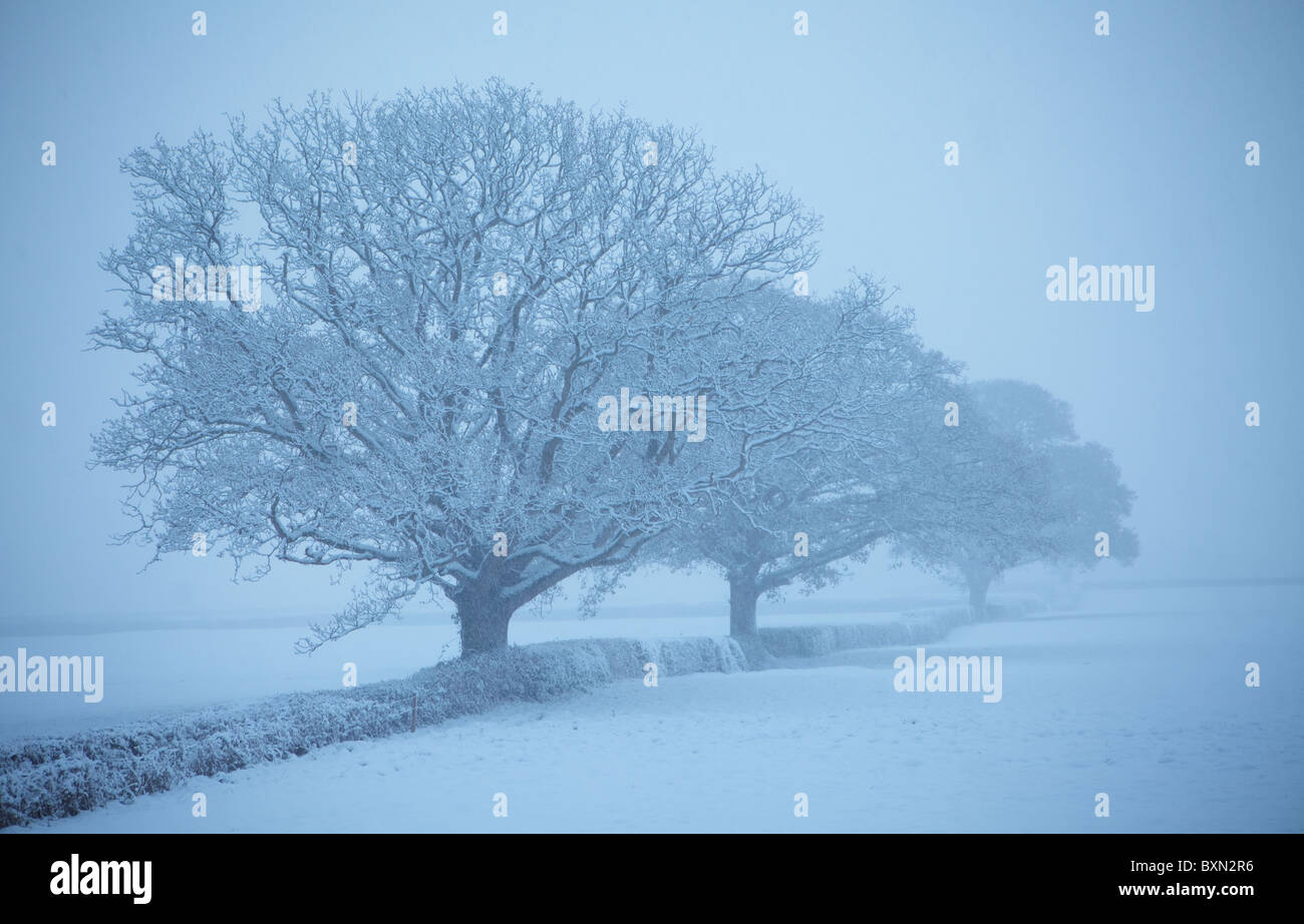 Three trees covered in snow in a field in severe winter weather ...
