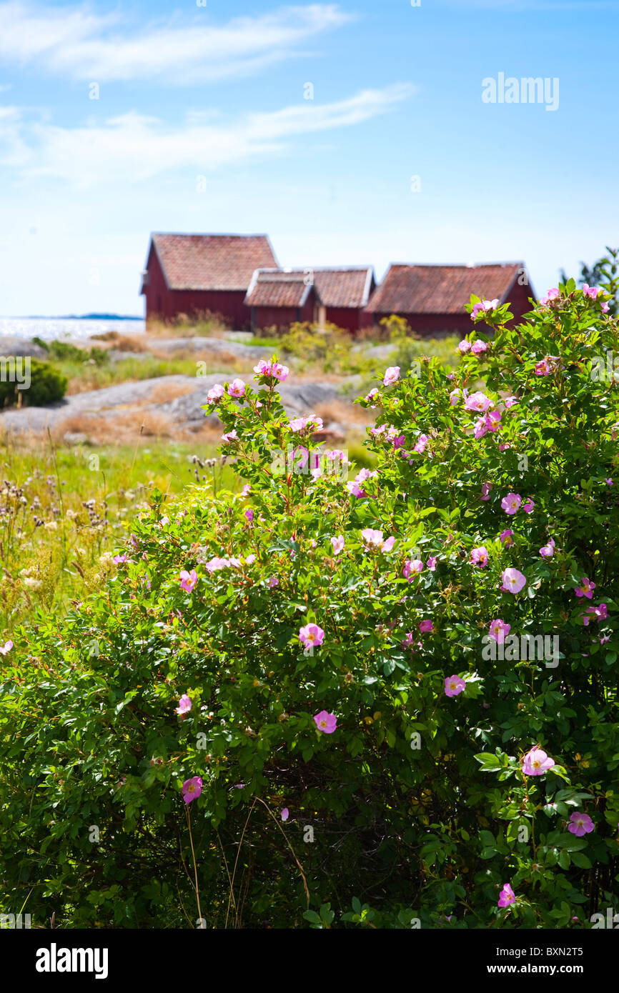 Europe scandinavia svartloga svartloga flower flowers rose bush roses ...