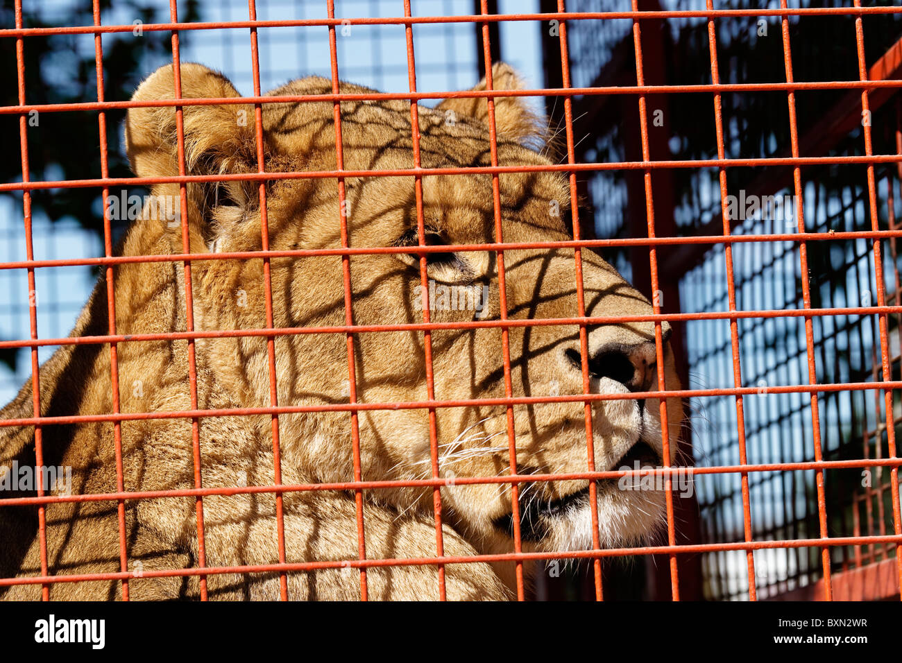Caged circus lion Stock Photo - Alamy