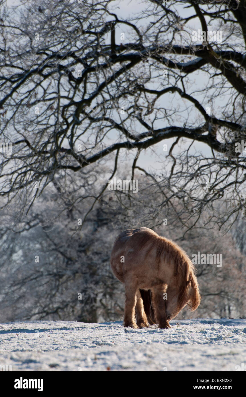 Braving the sub zero temperatures, Horse at Three Mile Lane, Keele ...