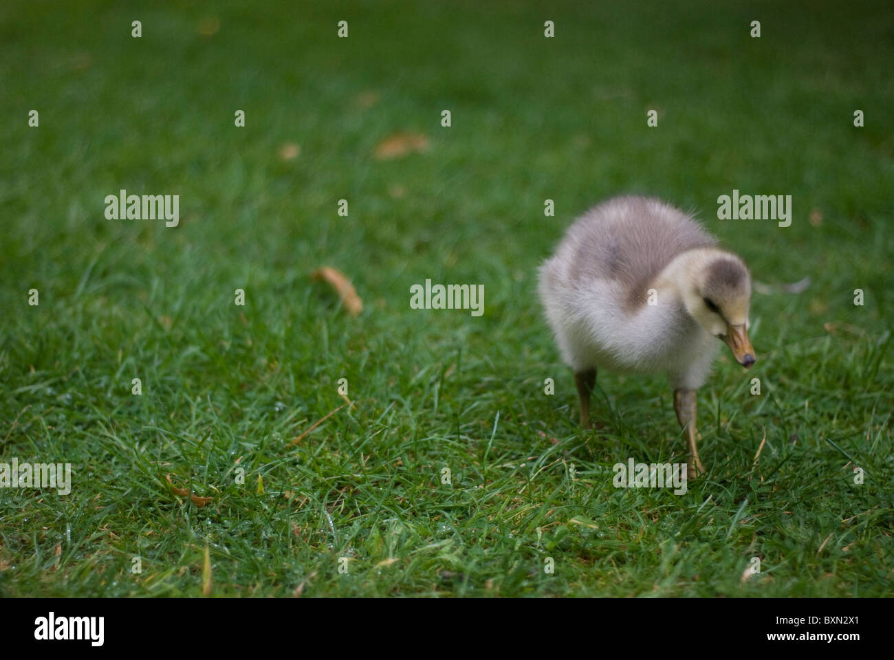 Chick on Lawn Stock Photo - Alamy