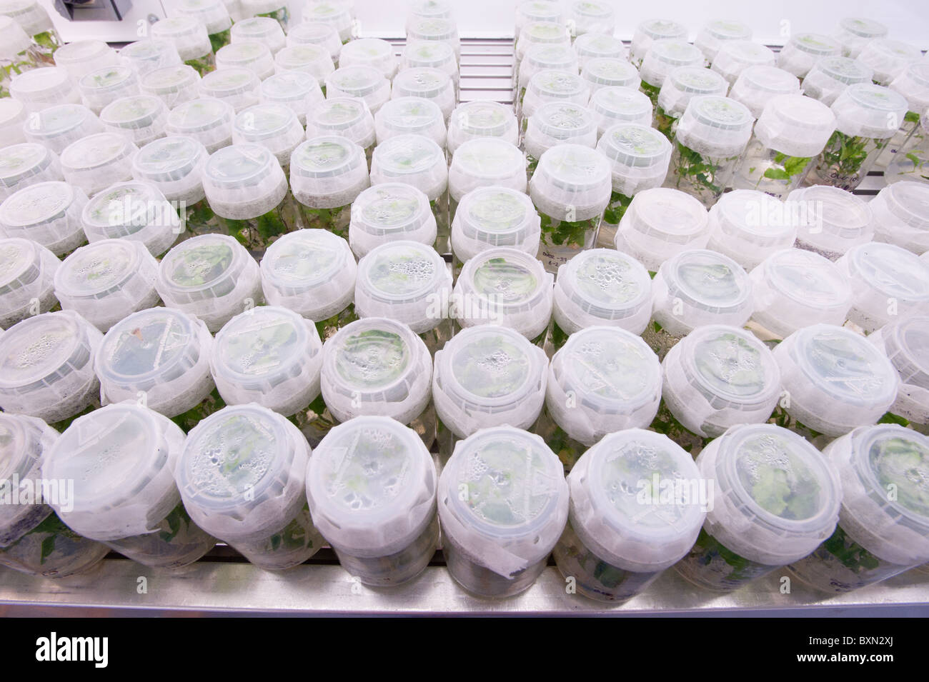 Tissue culture lab hi-res stock photography and images - Alamy