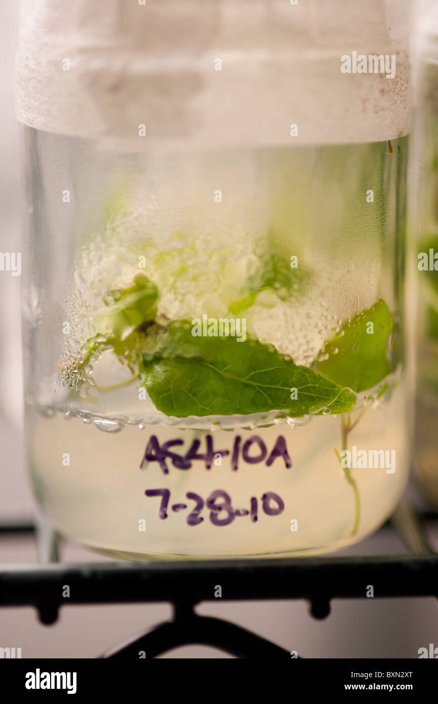 Tissue culture lab hi-res stock photography and images - Alamy