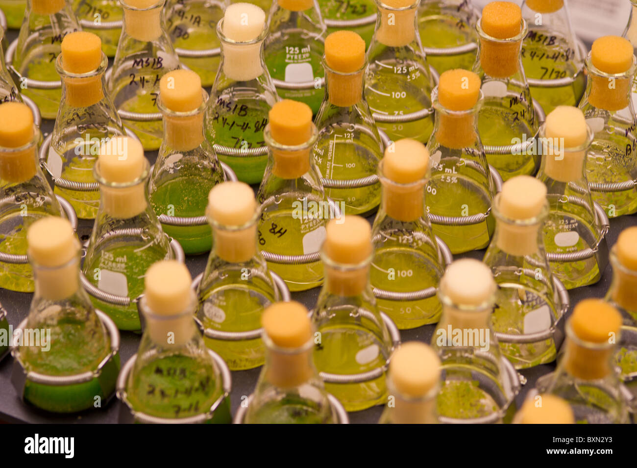 Tissue culture lab hi-res stock photography and images - Alamy