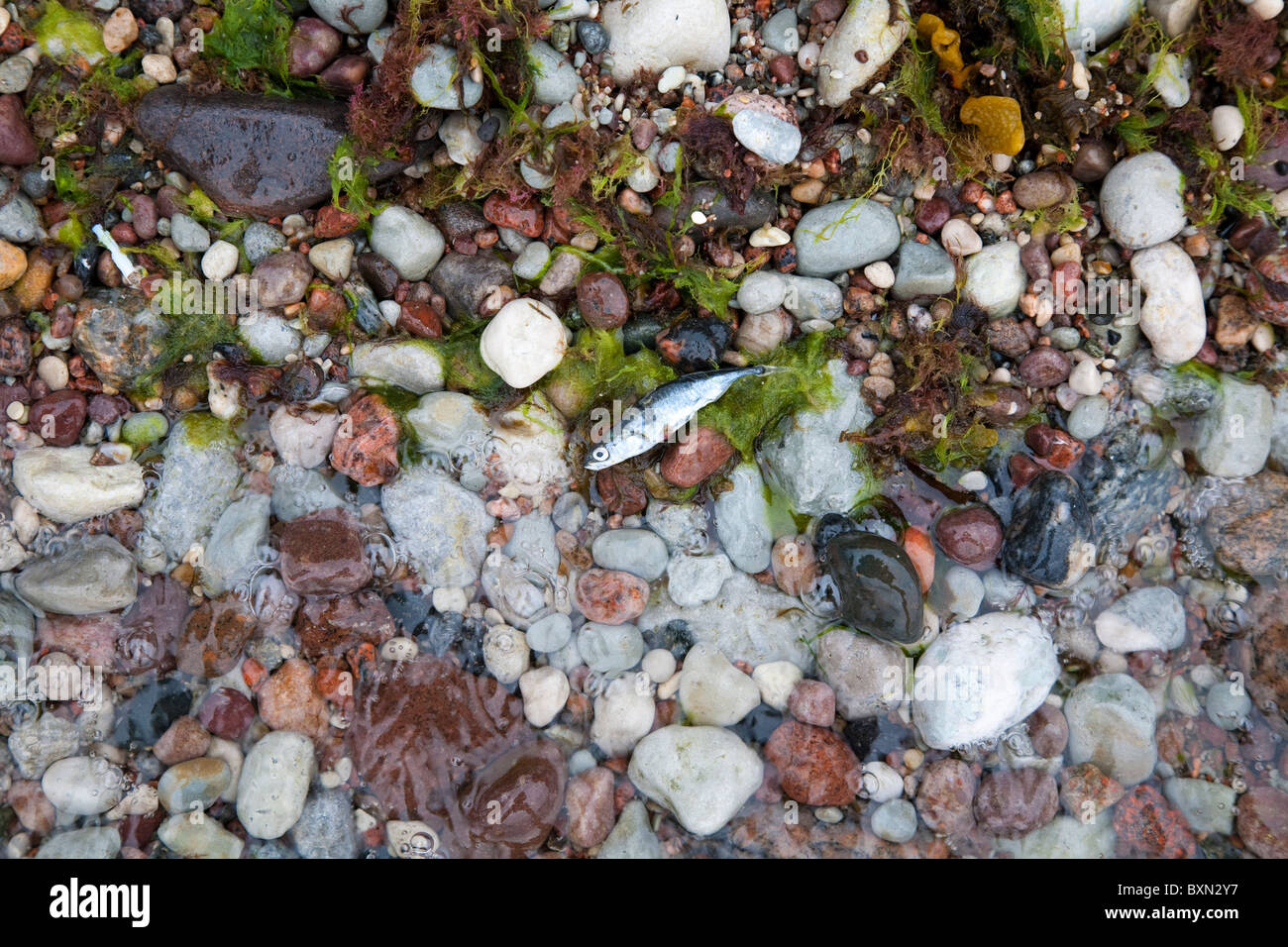 A fish out of water Stock Photo - Alamy