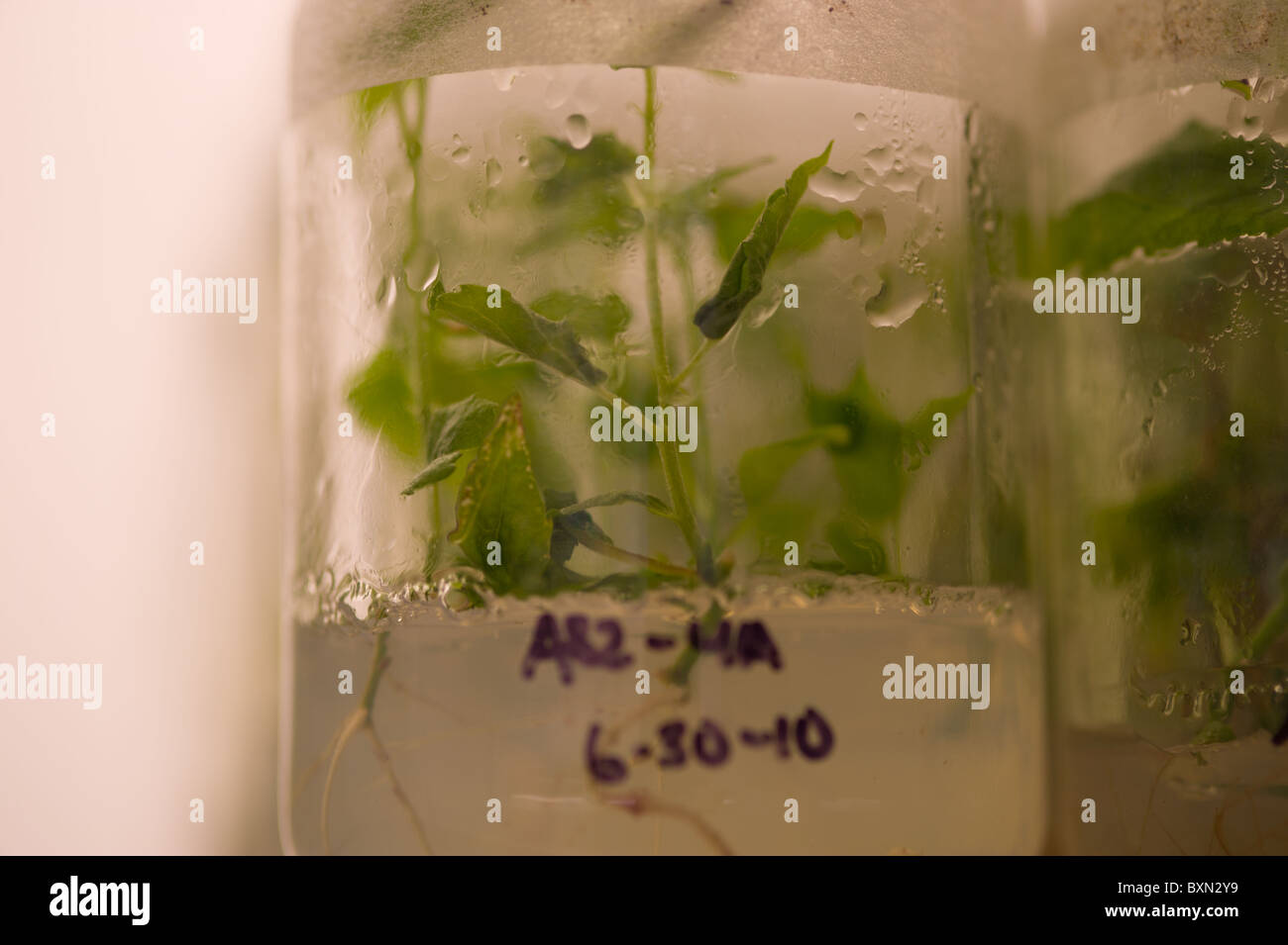 Tissue culture lab hi-res stock photography and images - Alamy