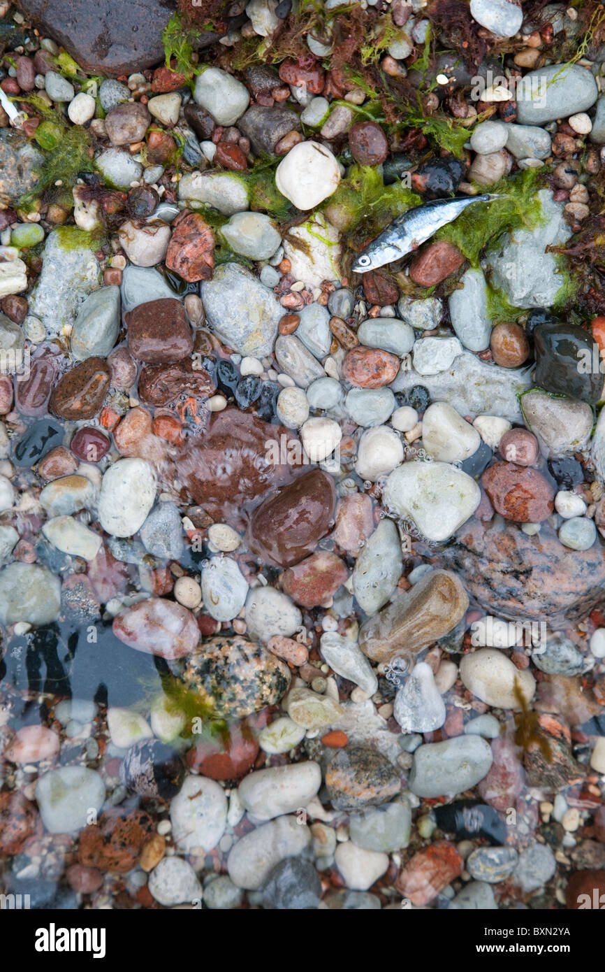 Fish out of water hi-res stock photography and images - Alamy