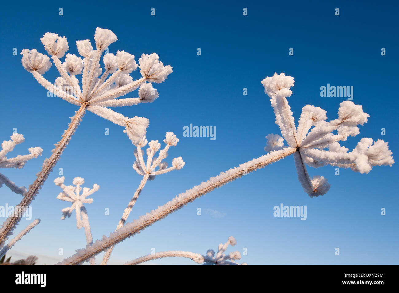 Hogweed covered in Radiation or Hoar Frost Stock Photo - Alamy