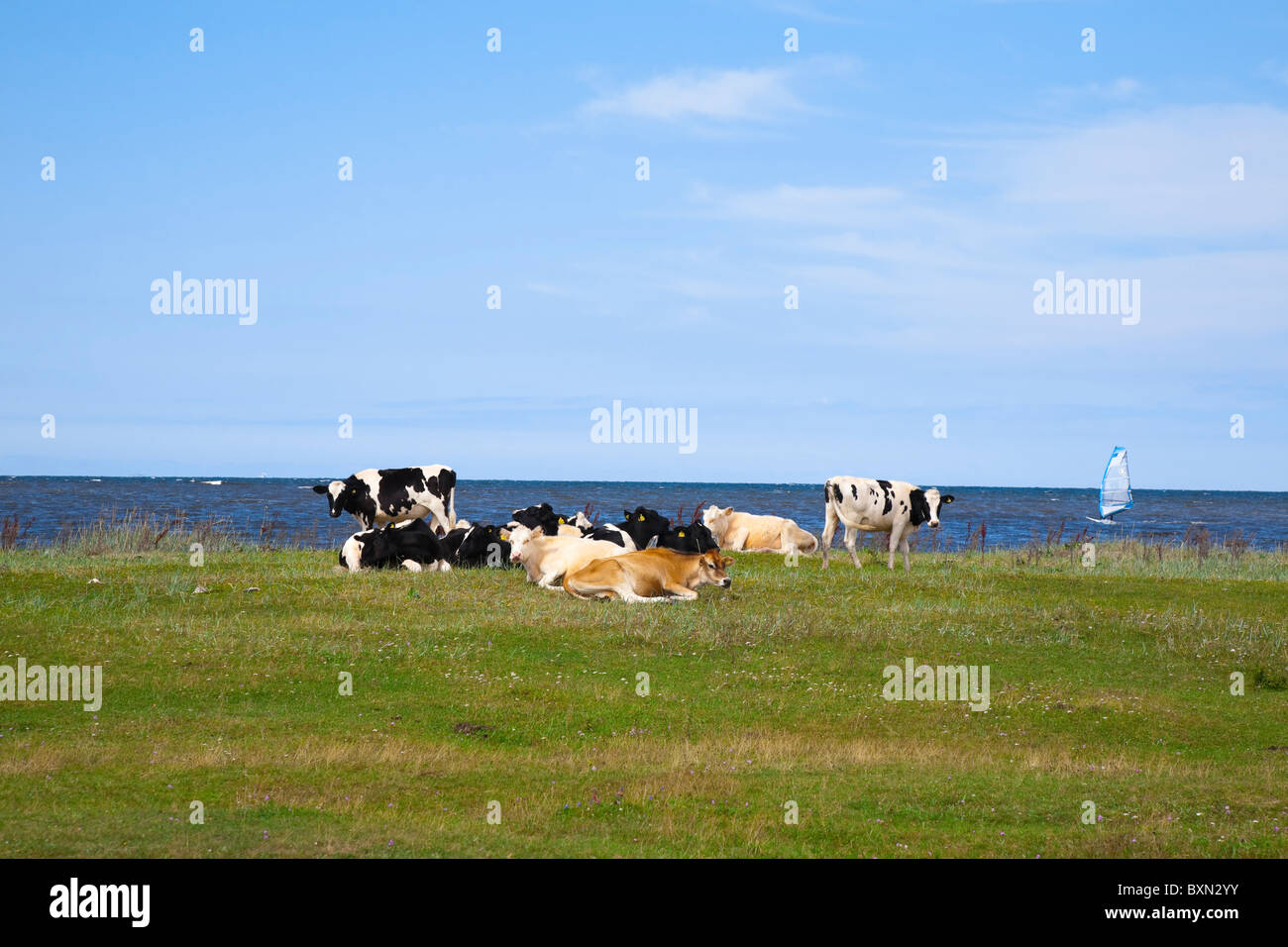 Flock of cows in Kovik, Gotland, Sweden Stock Photo - Alamy