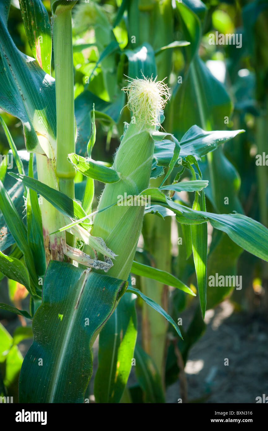 Corn stalks Stock Photo - Alamy