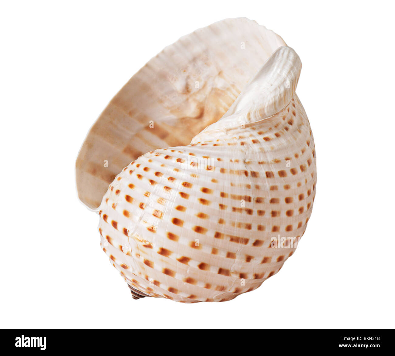 shell on white background Stock Photo - Alamy