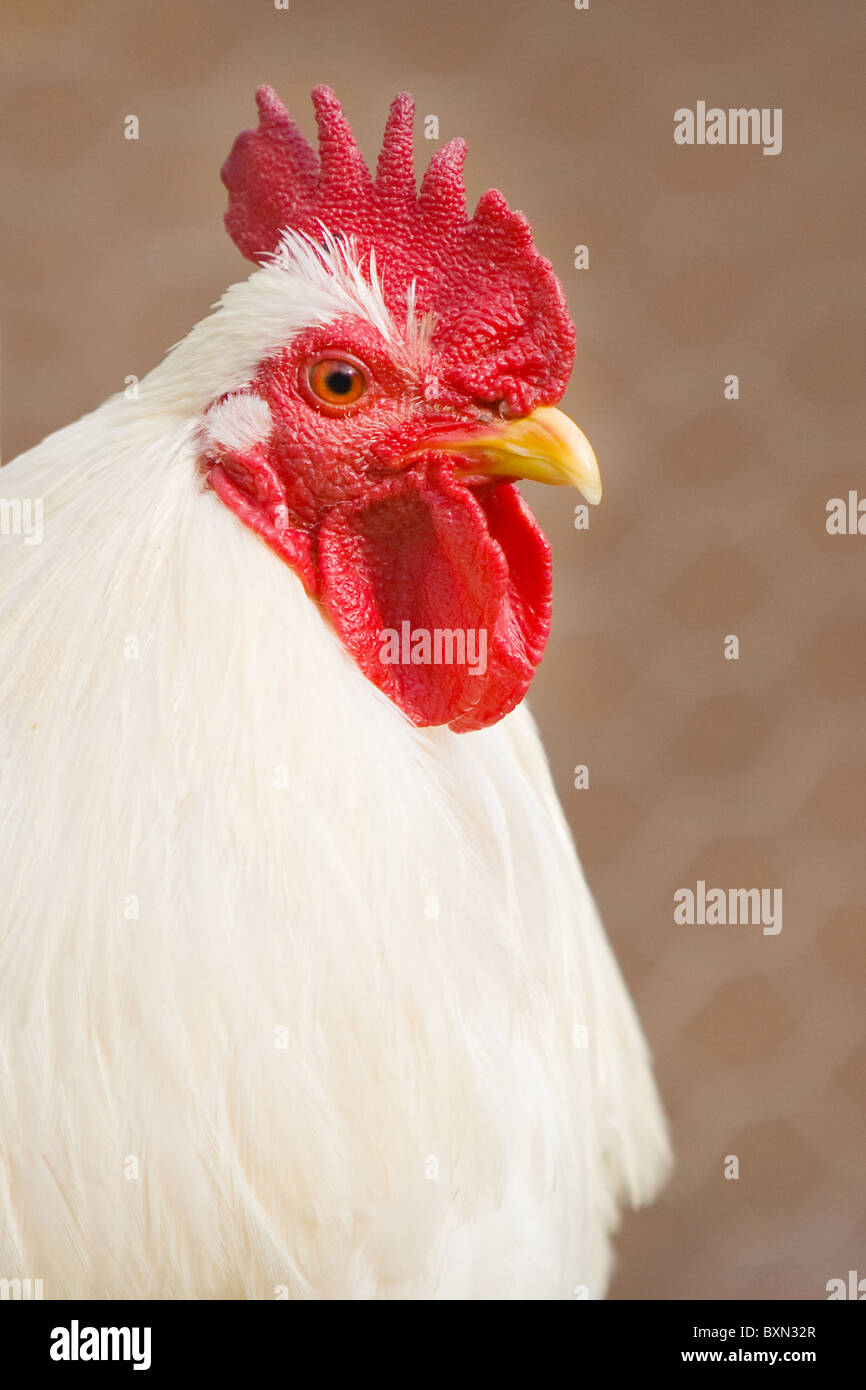 Head of proud looking chicken rooster, set against blurred chicken wire ...