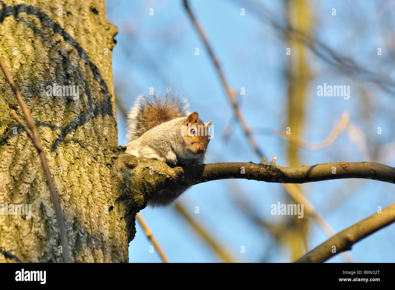 Looking up squirrel hi-res stock photography and images - Alamy
