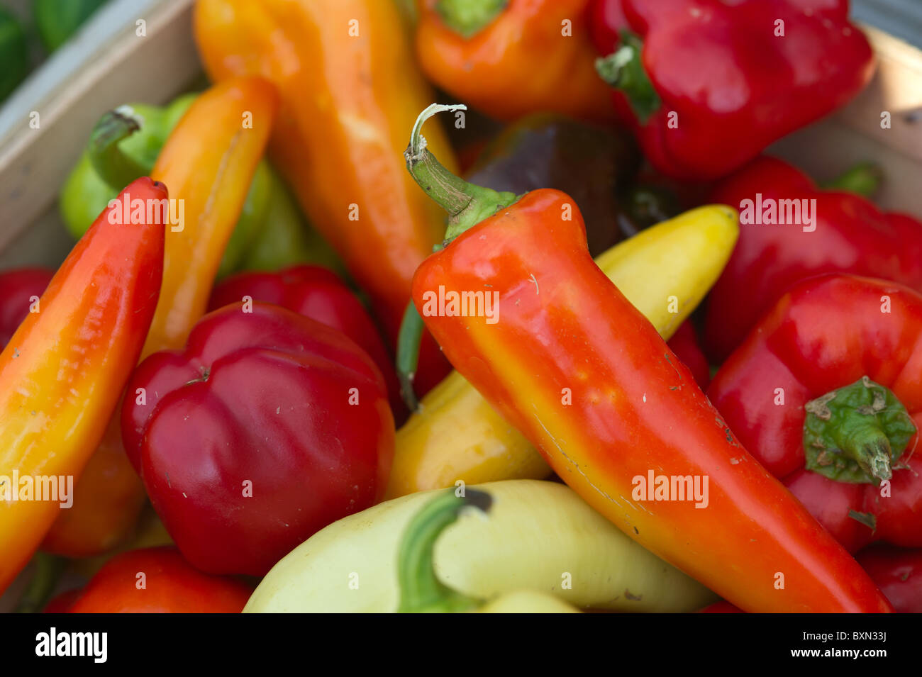 Green bell pepper variety hi-res stock photography and images - Alamy