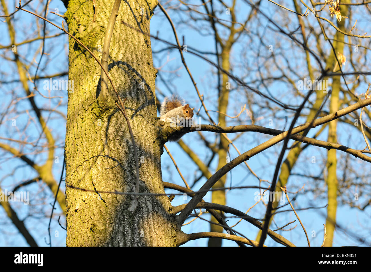 Squirrel up tree hi-res stock photography and images - Alamy