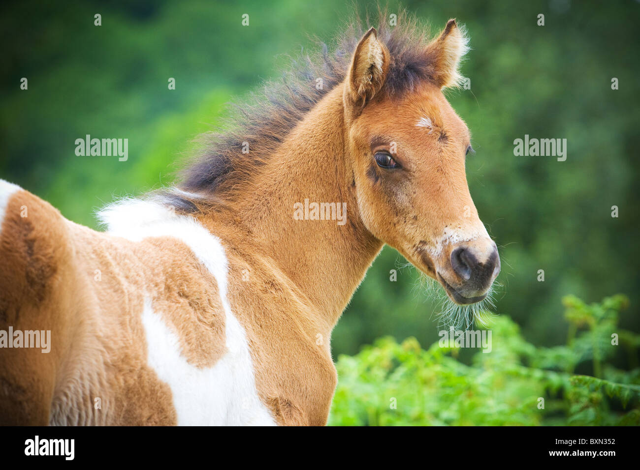 Quantock fowl pony on somerset hills set against green foliage Stock ...