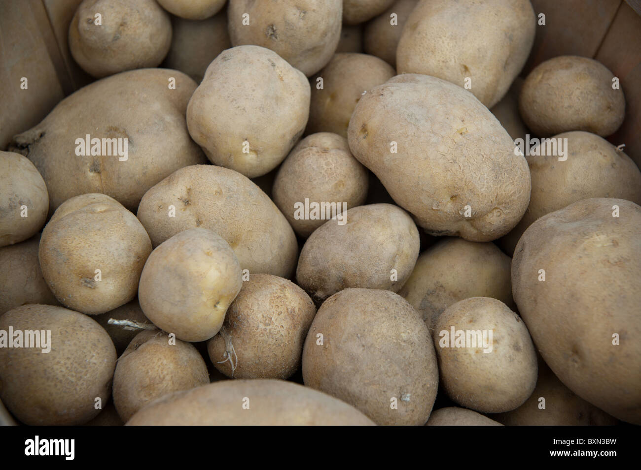 Vegetable tan hi-res stock photography and images - Alamy