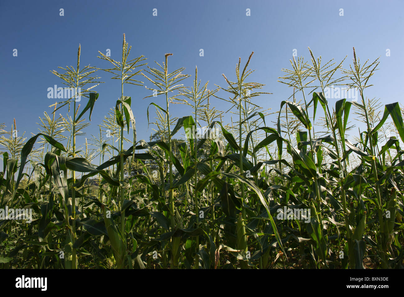 Summer sweet corn hi-res stock photography and images - Alamy