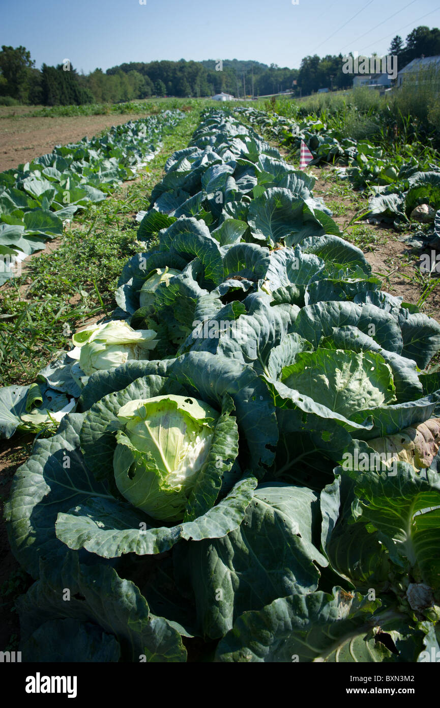 Row of cabbage Stock Photo - Alamy
